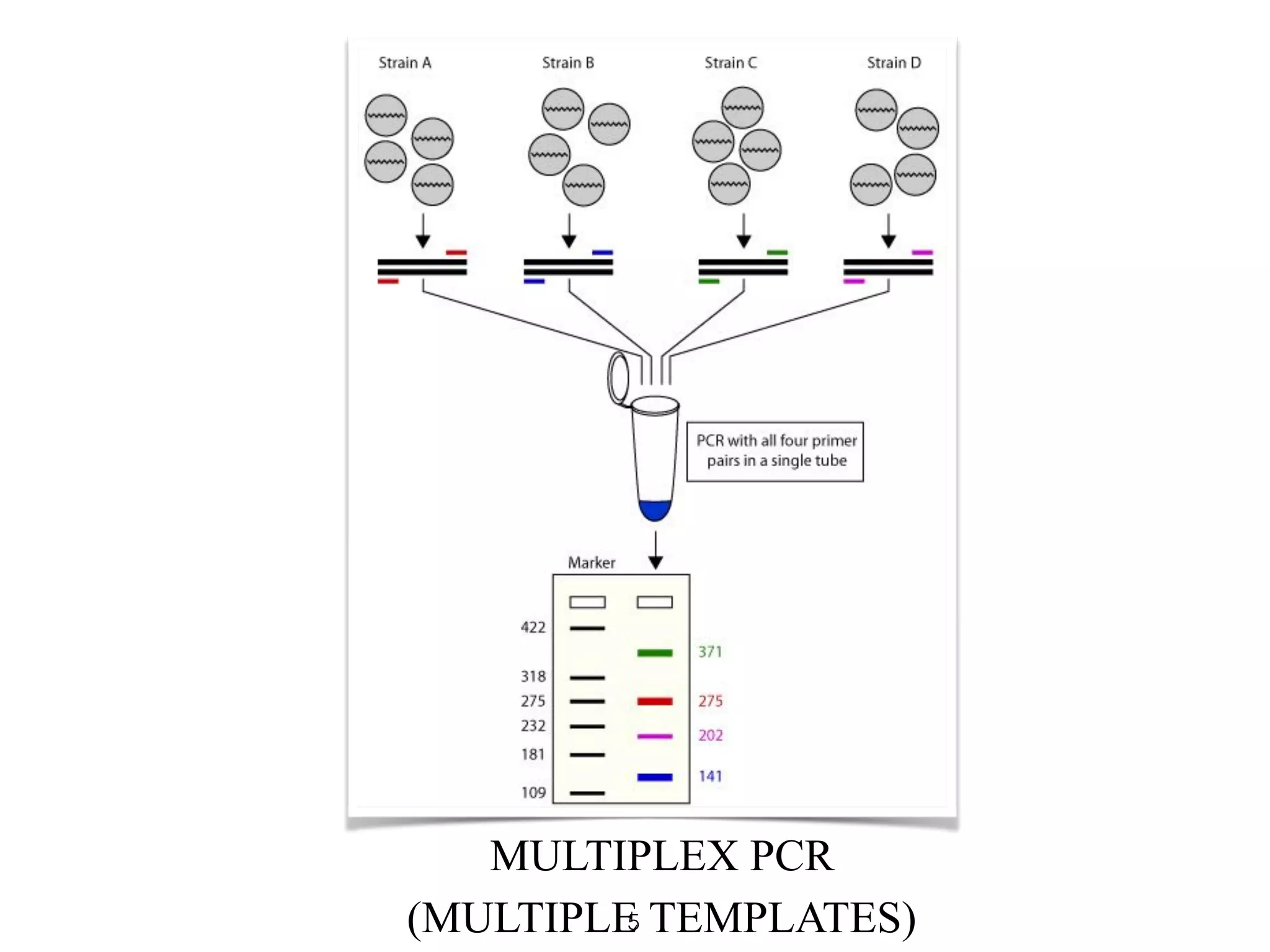 Multiplex PCR and its Applications | PDF