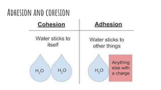 Water surface tension | PPT