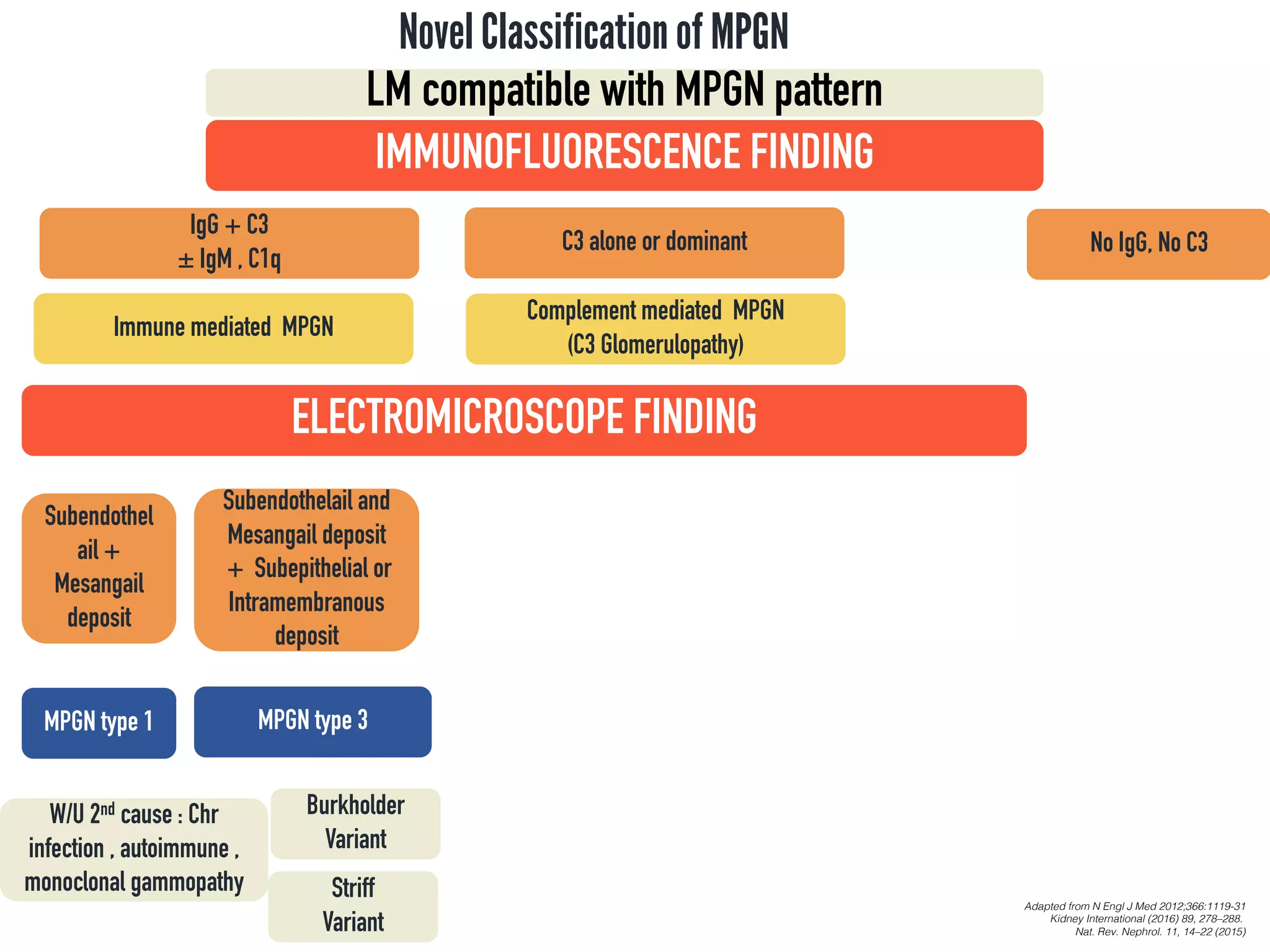 Membranoproliferative Glomerulonephritis MPGN chaken | PDF