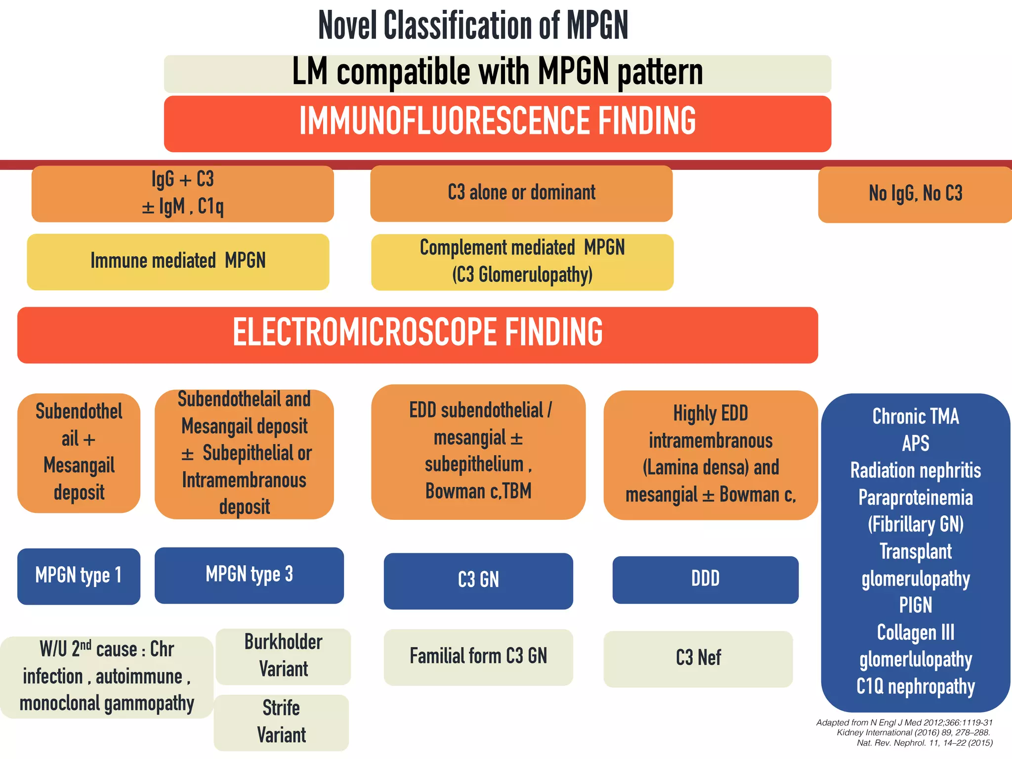Membranoproliferative Glomerulonephritis MPGN chaken | PDF