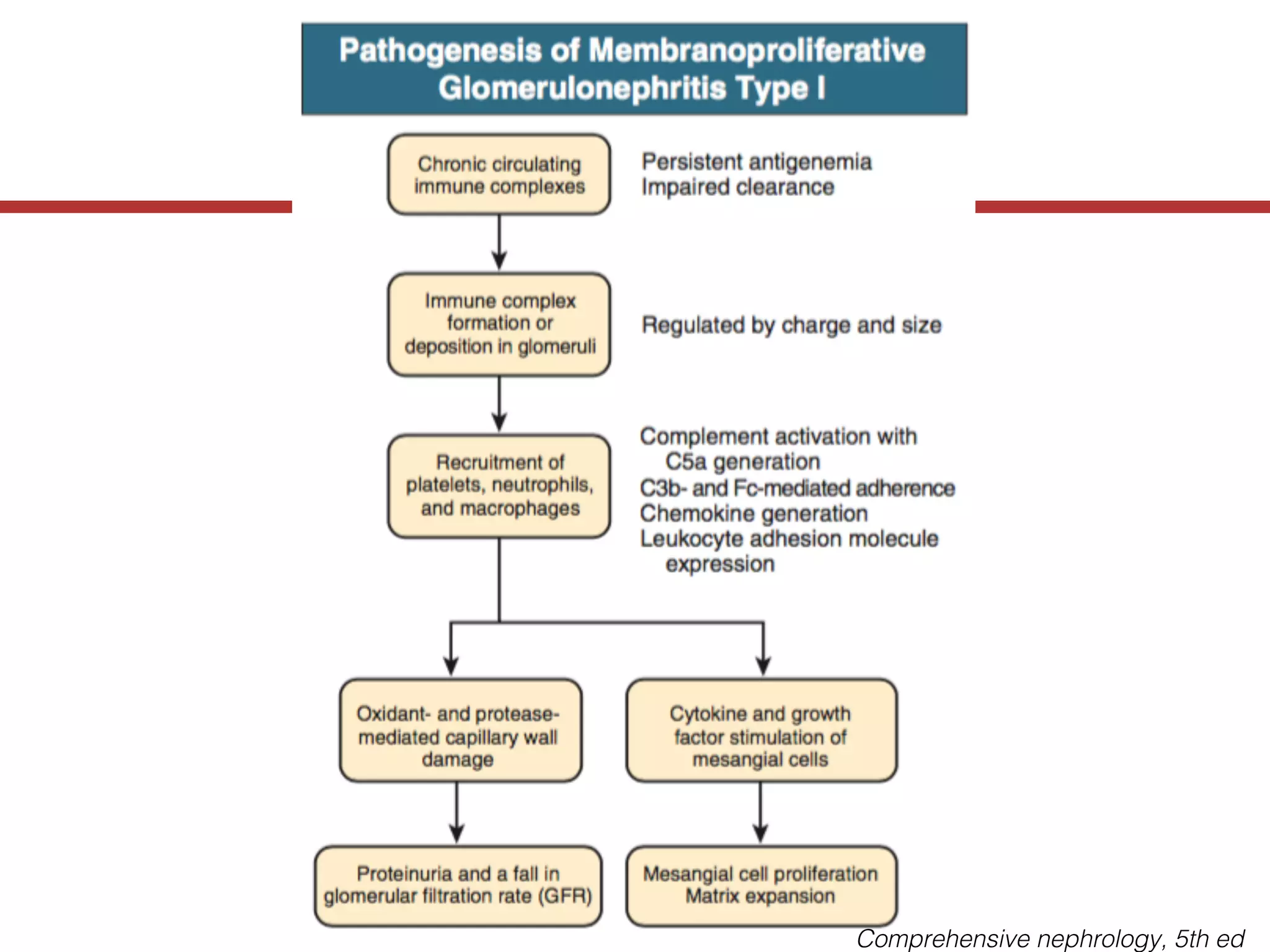 Membranoproliferative Glomerulonephritis MPGN chaken | PPT