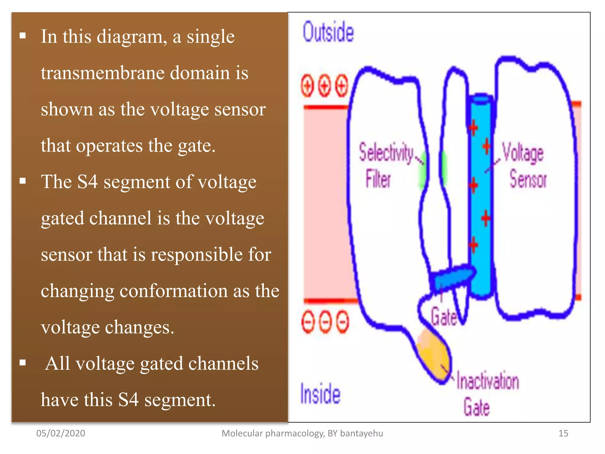 voltage gated ion channel | PPTX