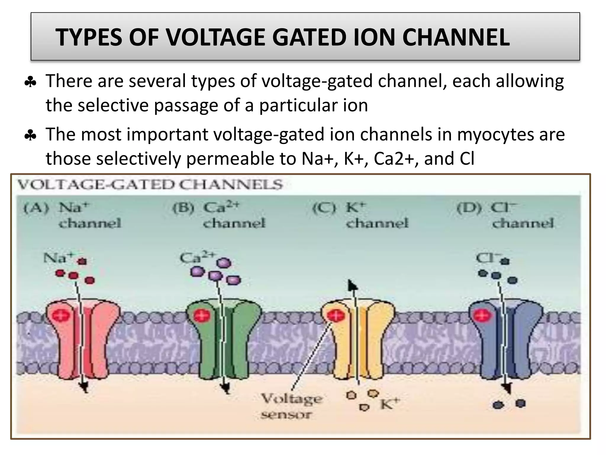 voltage gated ion channel | PPTX