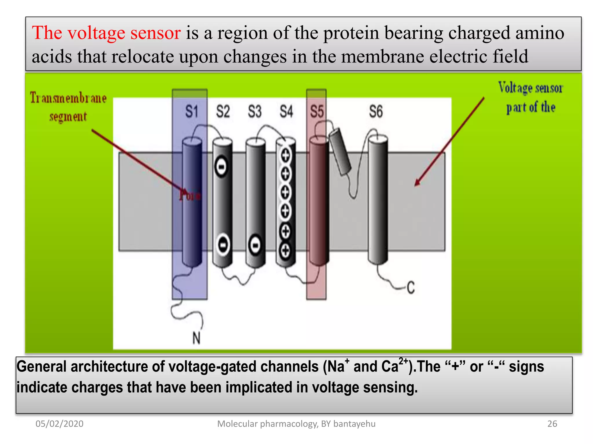 voltage gated ion channel | PPTX