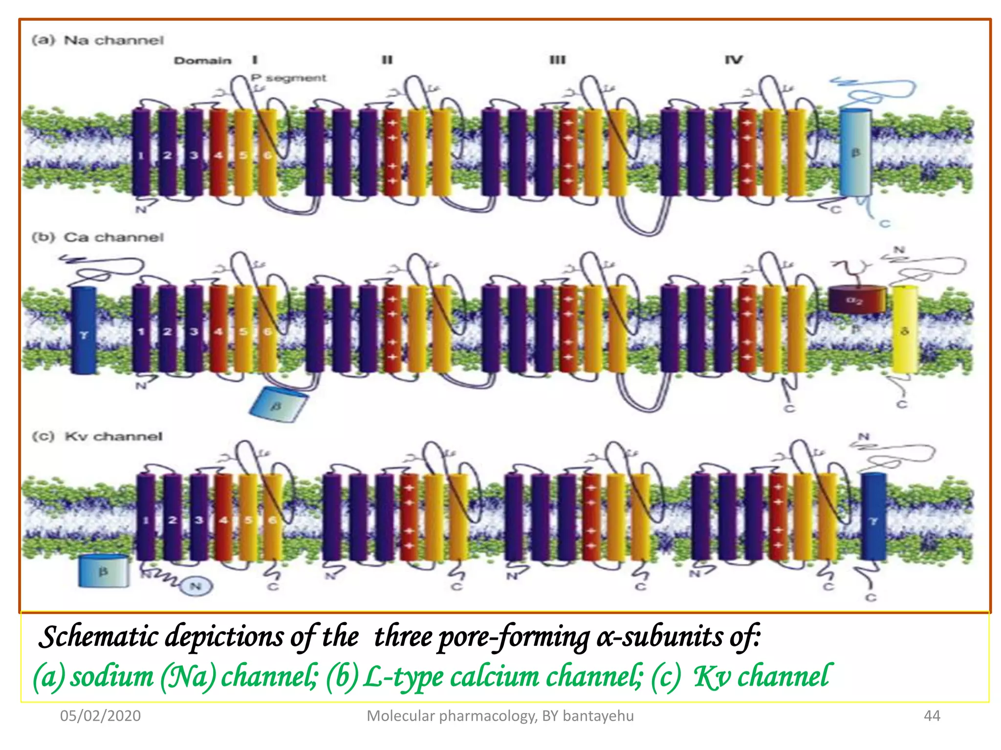 voltage gated ion channel | PPTX