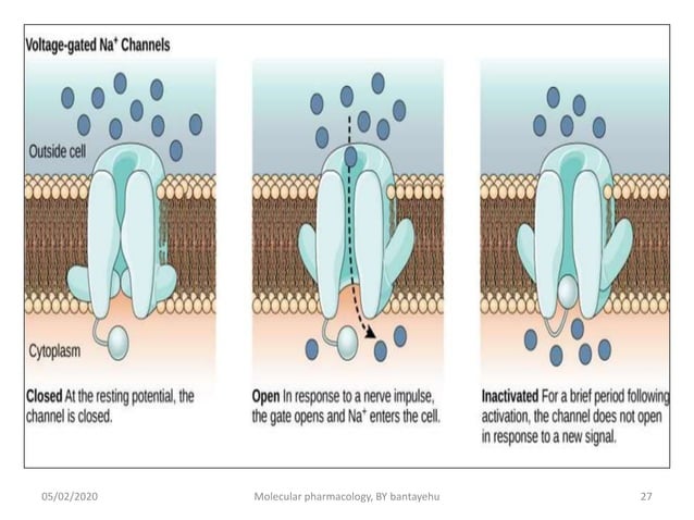 voltage gated ion channel | PPTX