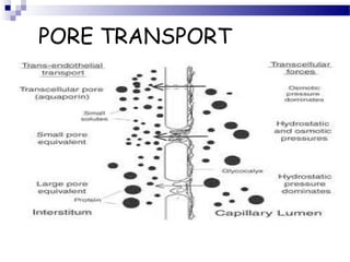 M pharm absorption | PPT