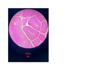 Comprehensive Histology Practice Review: Tissues and Organs | PDF