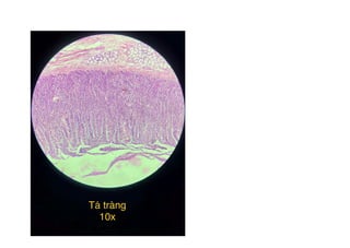 Comprehensive Histology Practice Review: Tissues and Organs | PDF