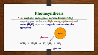 powerpoint presentation of photosynthesis | PPTX