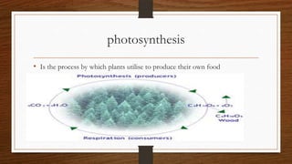 powerpoint presentation of photosynthesis | PPTX