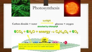 powerpoint presentation of photosynthesis | PPTX
