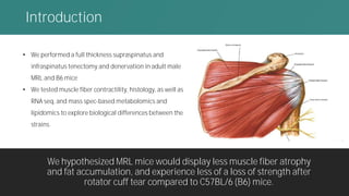 The MRL/MpJ Mouse Strain Is Not Protected From Muscle Atrophy And ...