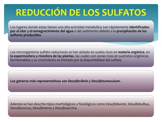ciclo del azufre | PDF
