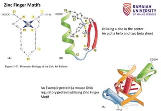 MPL203T_12 Zinc finger.pdf
