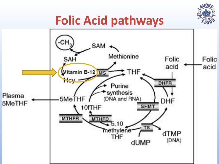 Folic Acid Pathway In Bacteria