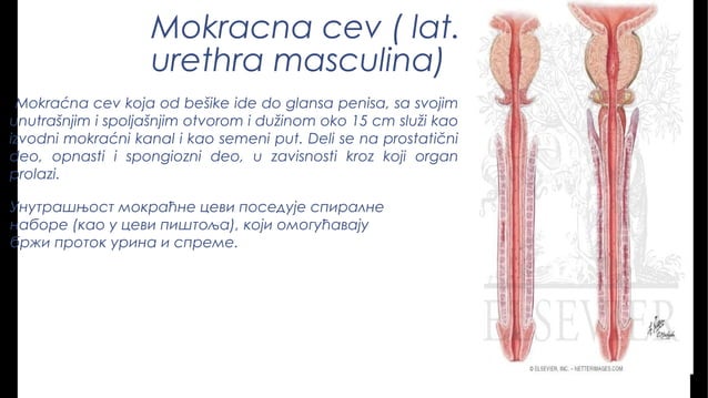 MUŠKI POLNI ORGANI | ODP