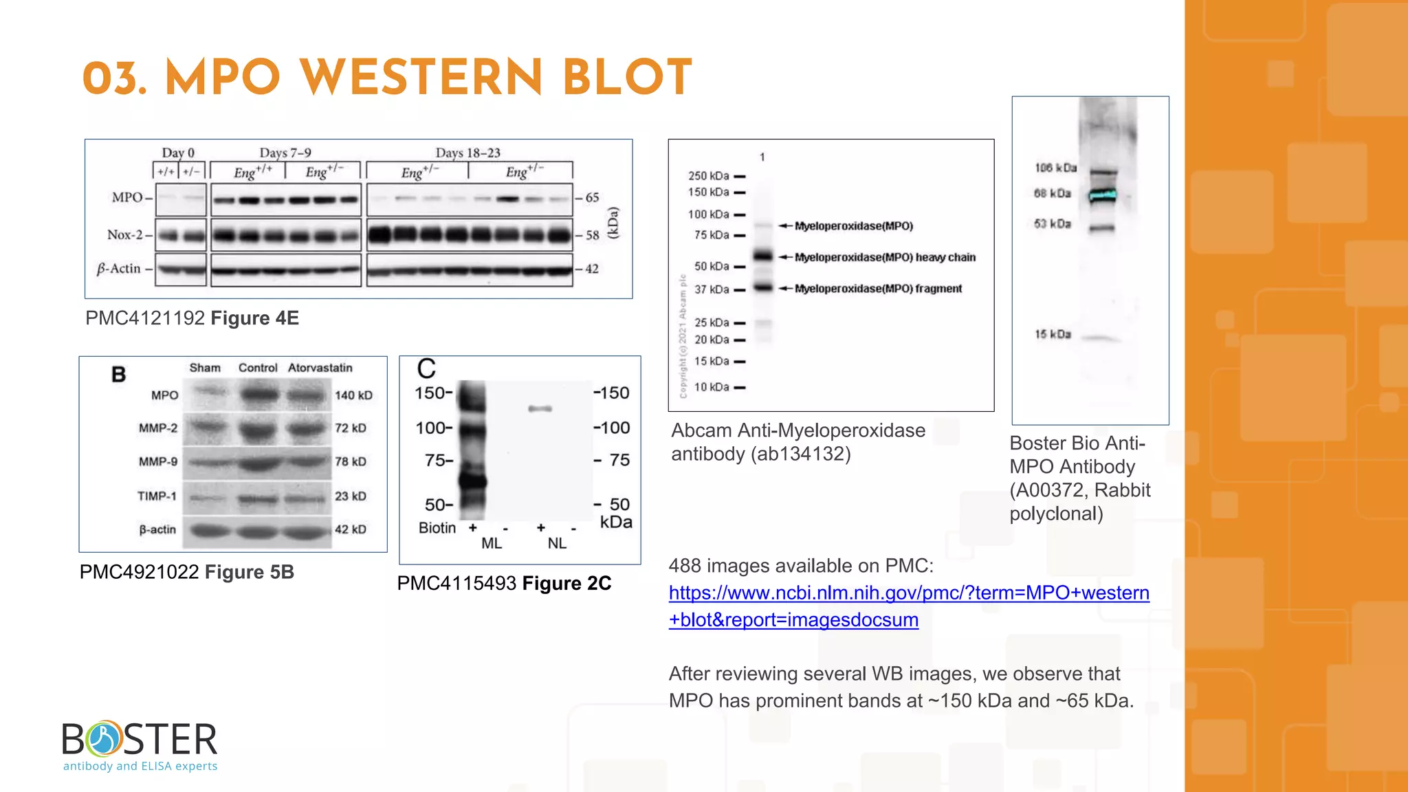 Learn MPO in 3 minutes | Myeloperoxidase | PPTX