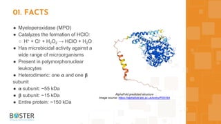 Learn MPO in 3 minutes | Myeloperoxidase | PPT