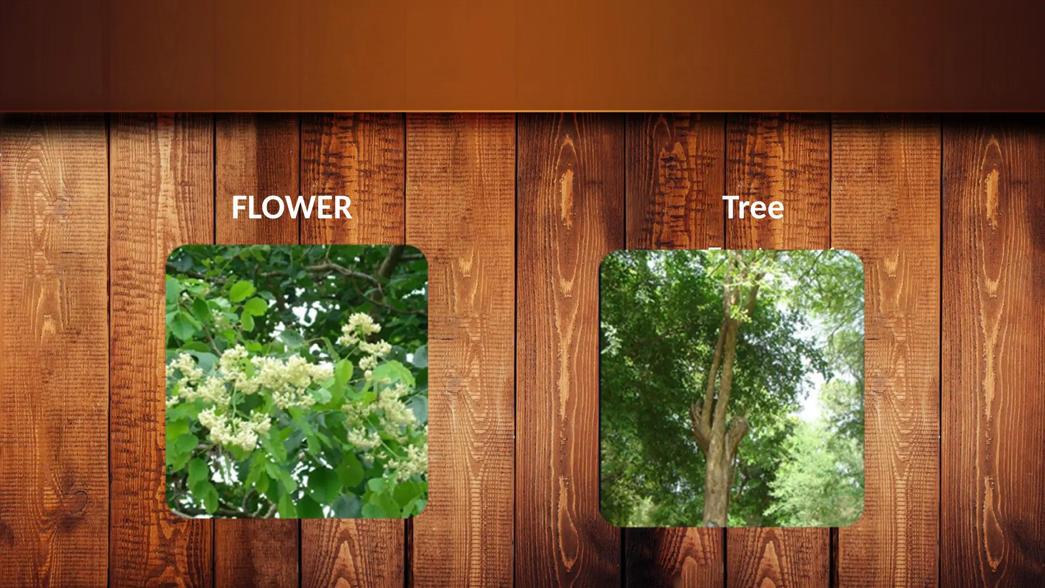 M Poornima asssignment silviculture of indian trees.pptx