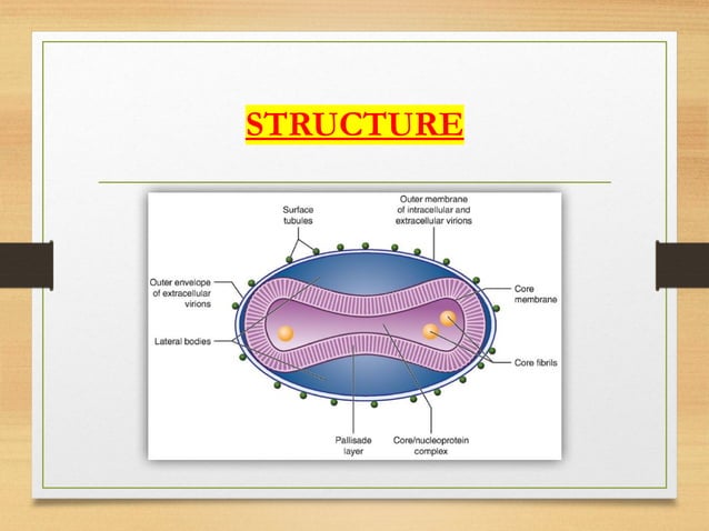 MPOX power point presentation for basic to advance.pptx | Infectious ...