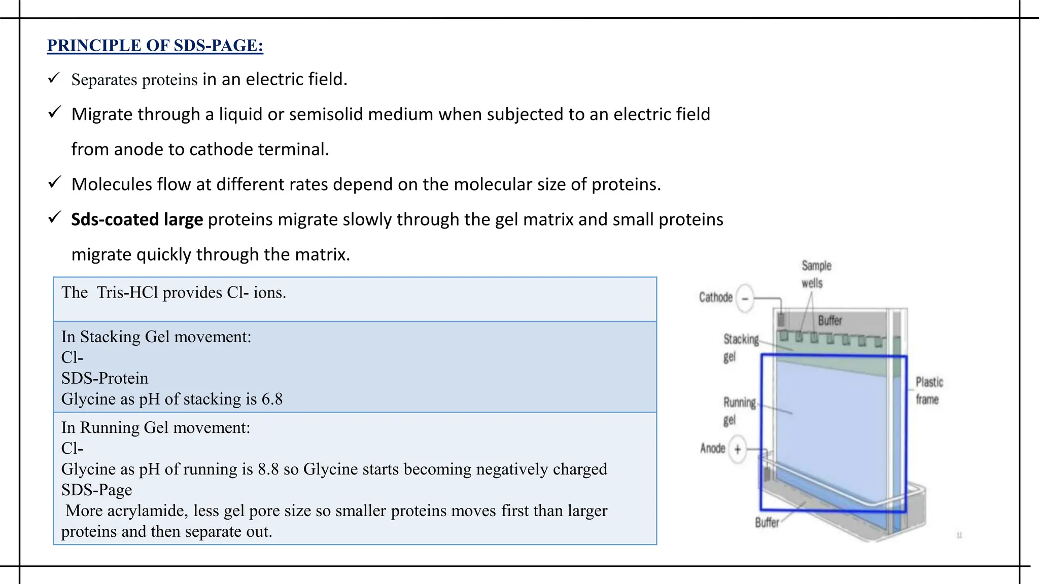 mpr-SDS PAGE and other advanced techniques.pptx