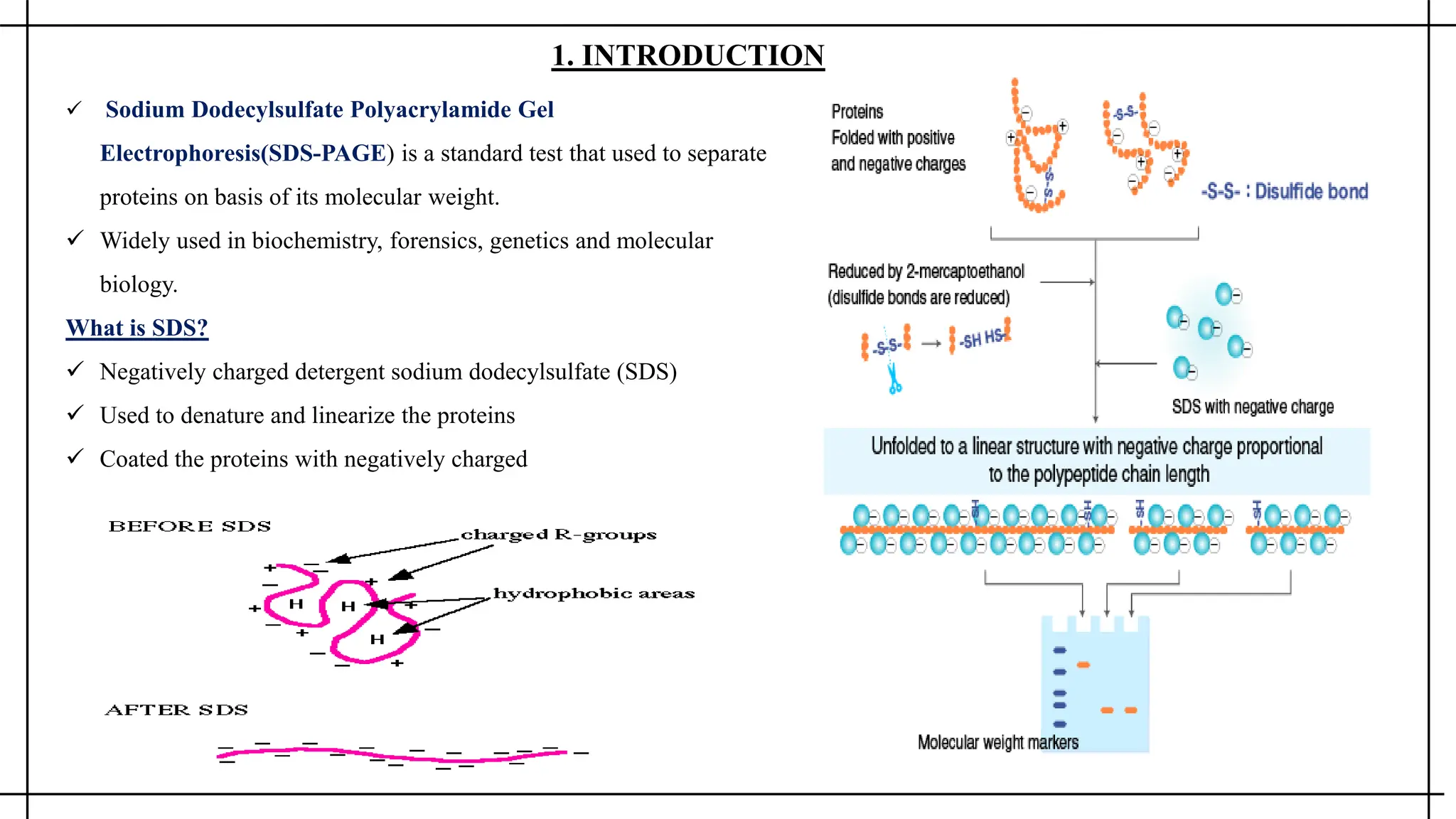 mpr-SDS PAGE and other advanced techniques.pptx
