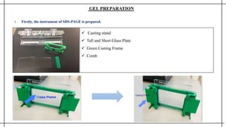 mpr-SDS PAGE and other advanced techniques.pptx