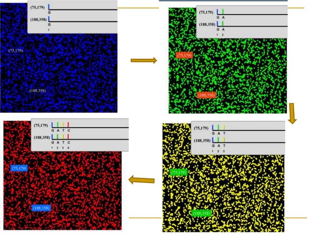 MASSIVELY PARELLEL SIGNATURE SEQUENCING | PPTX