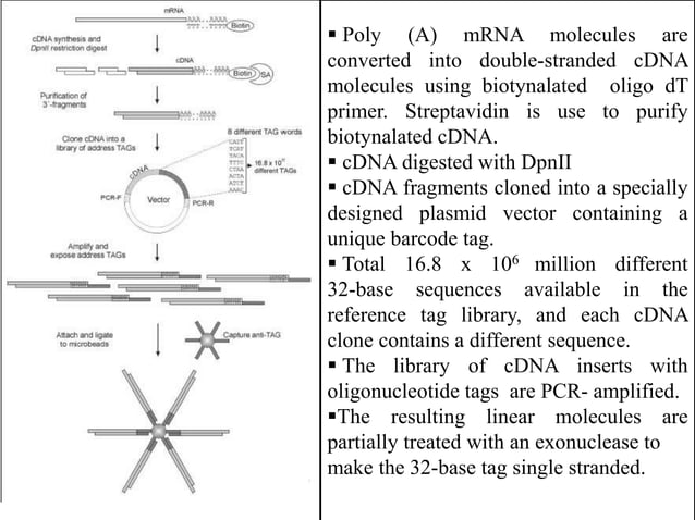 MASSIVELY PARELLEL SIGNATURE SEQUENCING | PPTX