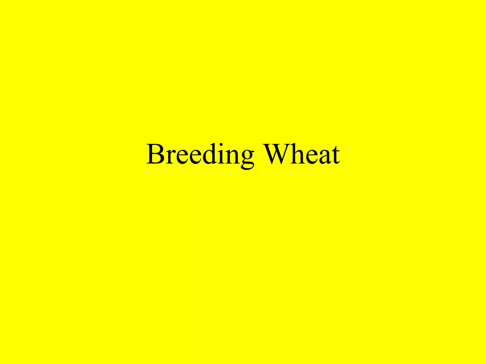 Mpt 13 wheat breeding | PPT