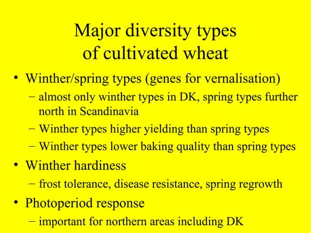 Mpt 13 wheat breeding | PPT