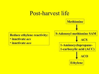 Mpt 14 ornamental breeding | PPT