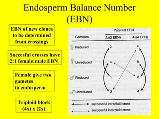 Mpt 16 potato breeding | PPT