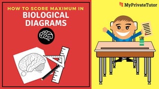 How To Score Maximum in Biological Diagrams | PPT