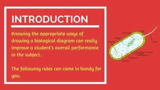 How To Score Maximum in Biological Diagrams | PPT