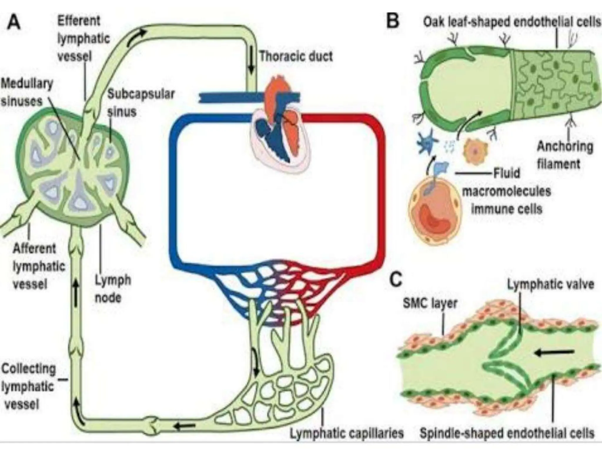 ANATOMY & PHYSIOLOGY OF THE LYMPHATIC SYSTEM | PPTX | Biological ...
