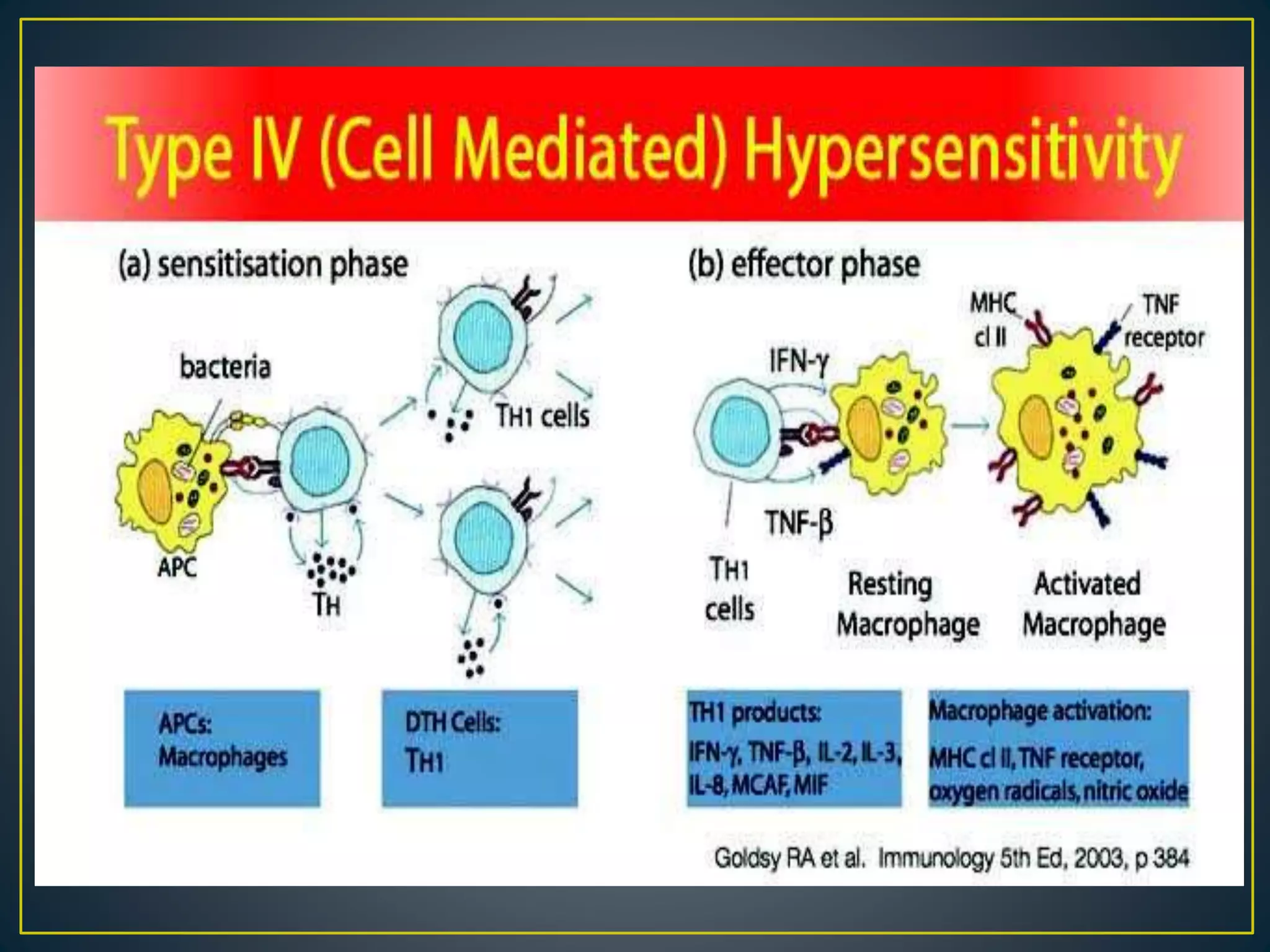 TYPE IV HYPERSENSITIVITY | PPTX | Genetics | Science