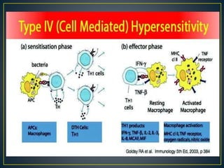 TYPE IV HYPERSENSITIVITY | PPTX