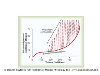 Micturition (2) | PPTX