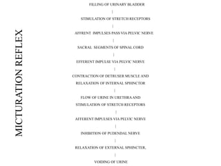 Micturition (2) | PPTX