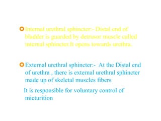Micturition (2) | PPTX