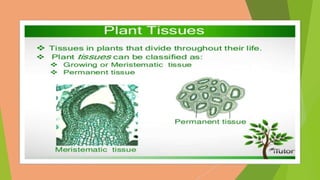 TISSUEES_-CLASS_IX biology cbse 2024.pdf