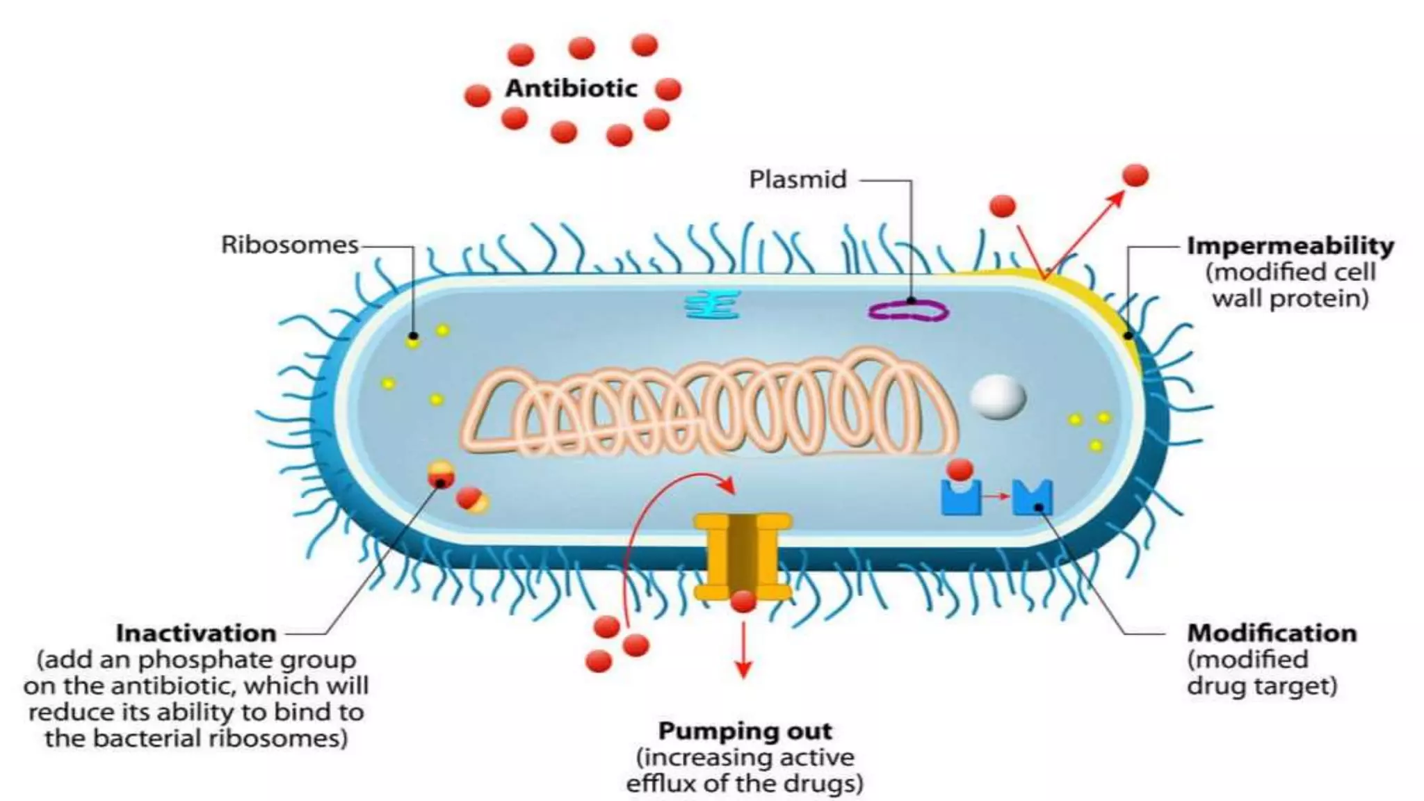 ANTIBIOTIC AWARENESS - BE PART OF THE SOLUTION | PPTX