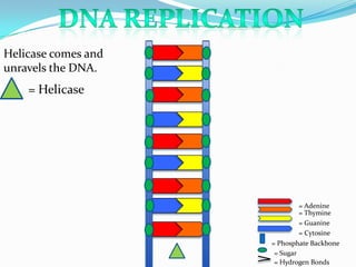 Mr 150 dna | PPTX