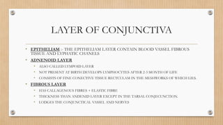 Layer of conjunctiva | PPT