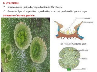 Mrachantia.ppt