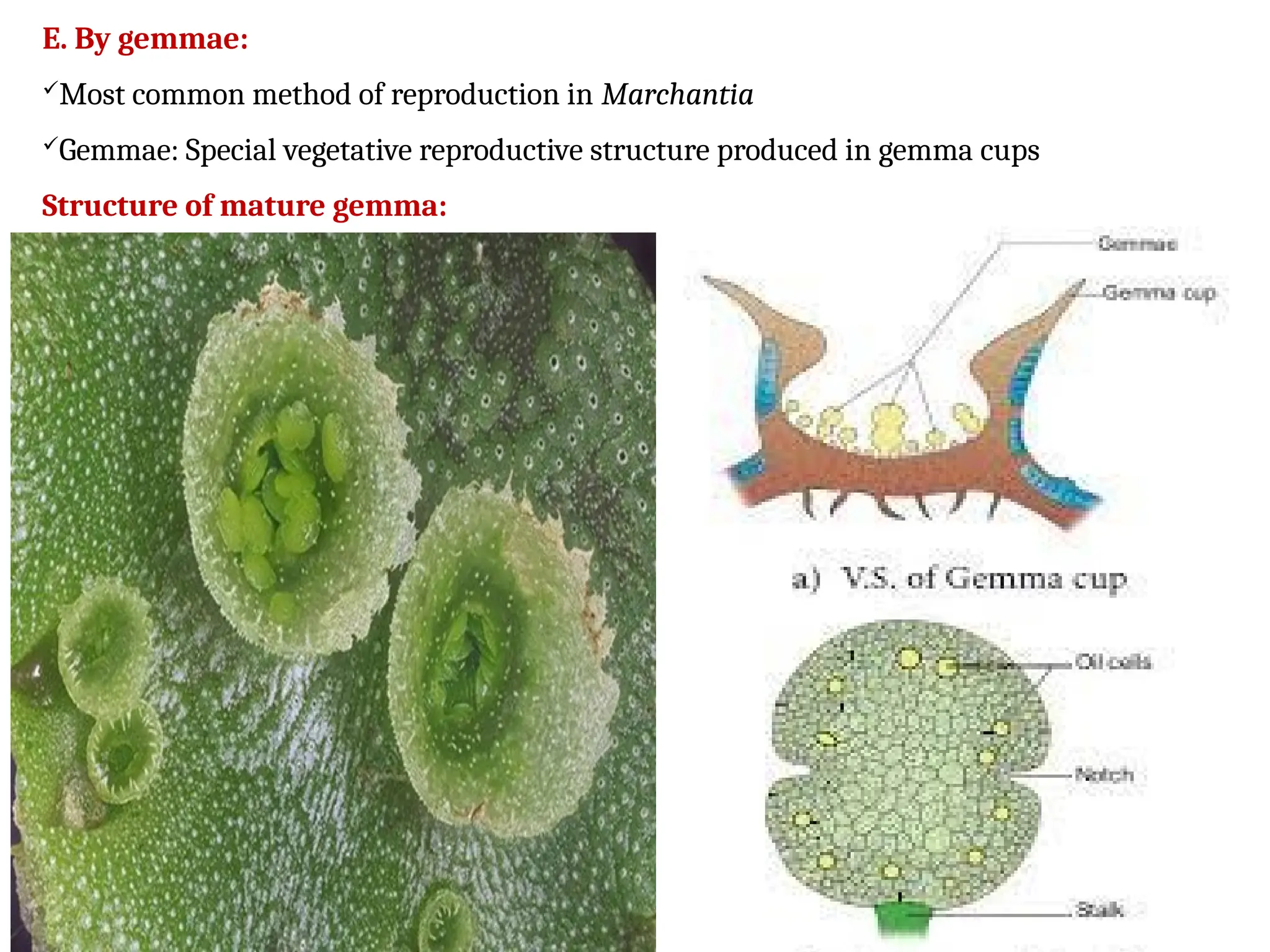 Life cycle of Mrachantia plant belonging to Hepaticopsida .ppt