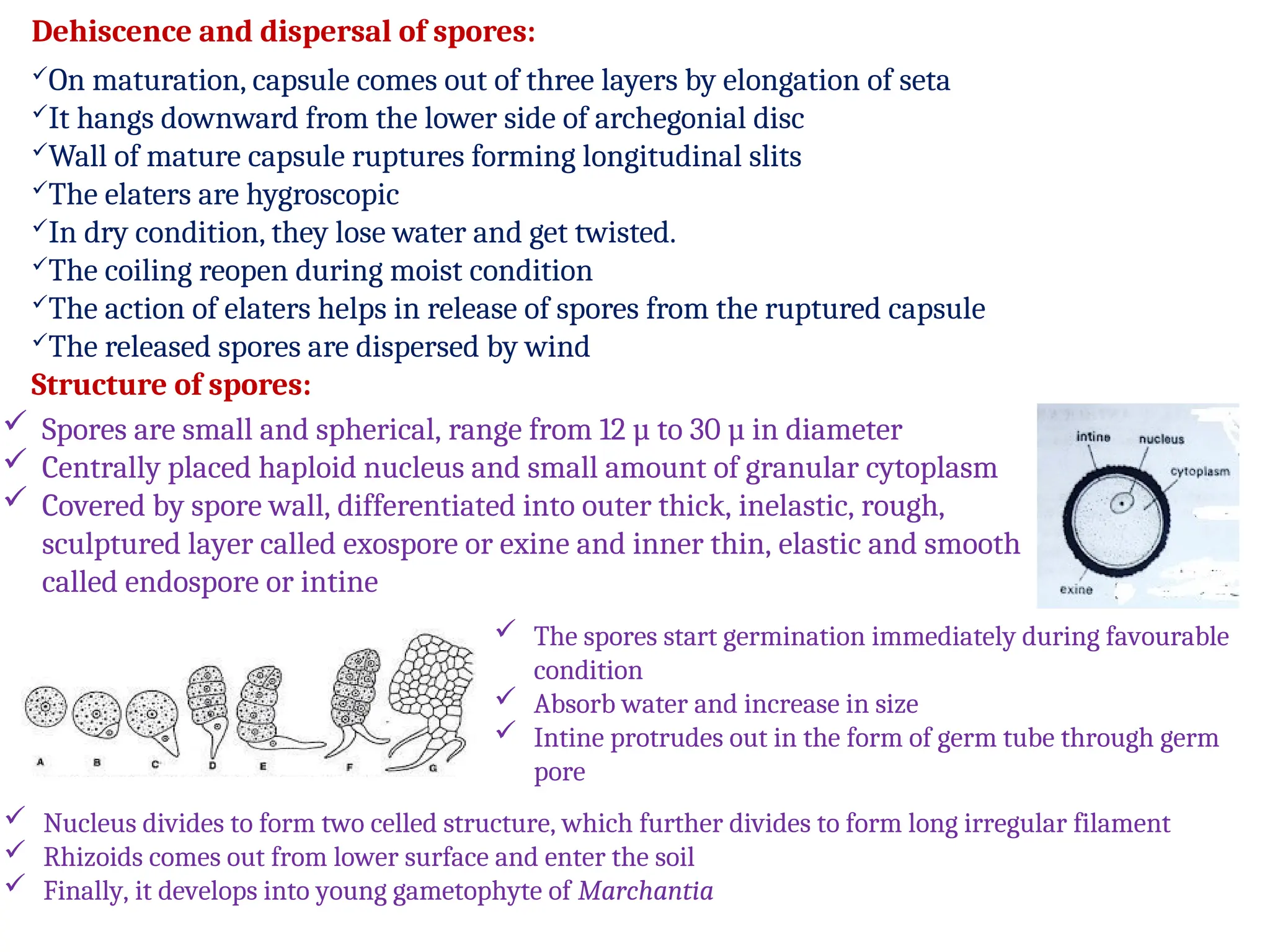 Life cycle of Mrachantia plant belonging to Hepaticopsida .ppt