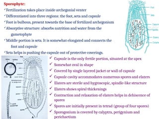Life cycle of Mrachantia plant belonging to Hepaticopsida .ppt